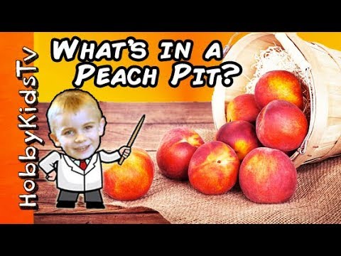What's Inside a PEACH Pit? Family Fun Science Lab + Facts HobbyKidsTV